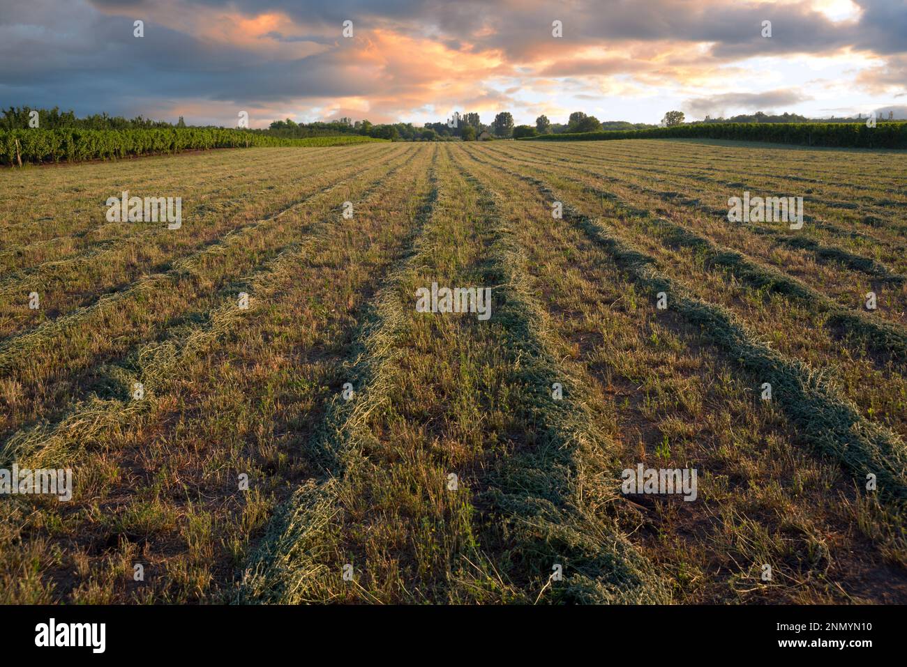 Field cut grass hi-res stock photography and images - Alamy