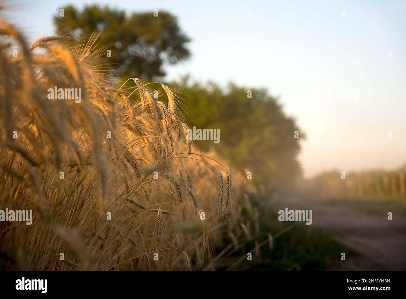 Wheat road hi-res stock photography and images - Alamy