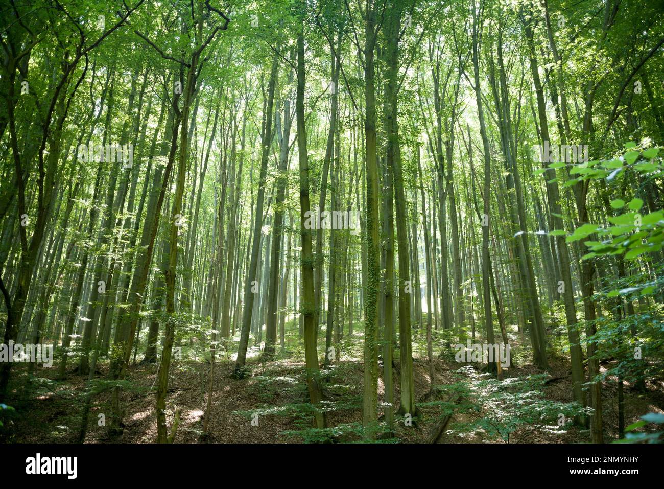 Green beech forest Stock Photo - Alamy