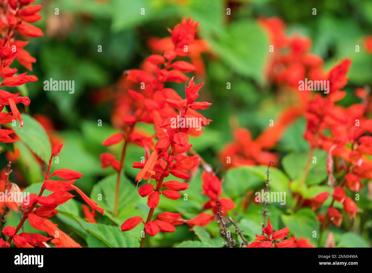 Scarlet sage salvia splendens hi-res stock photography and images - Alamy