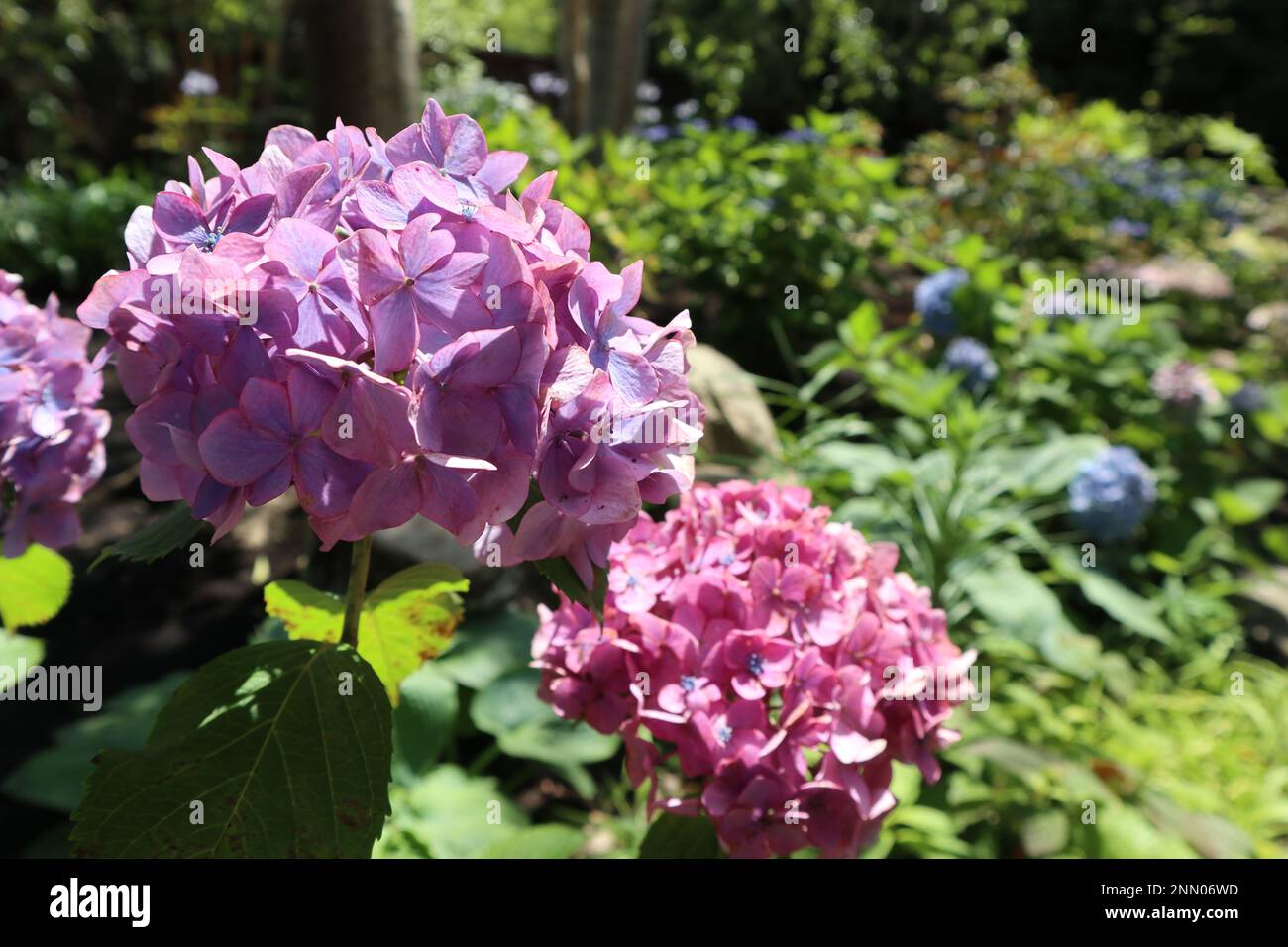 Hydrangea flowers in Hase temple, Kamakura, Japan Stock Photo - Alamy
