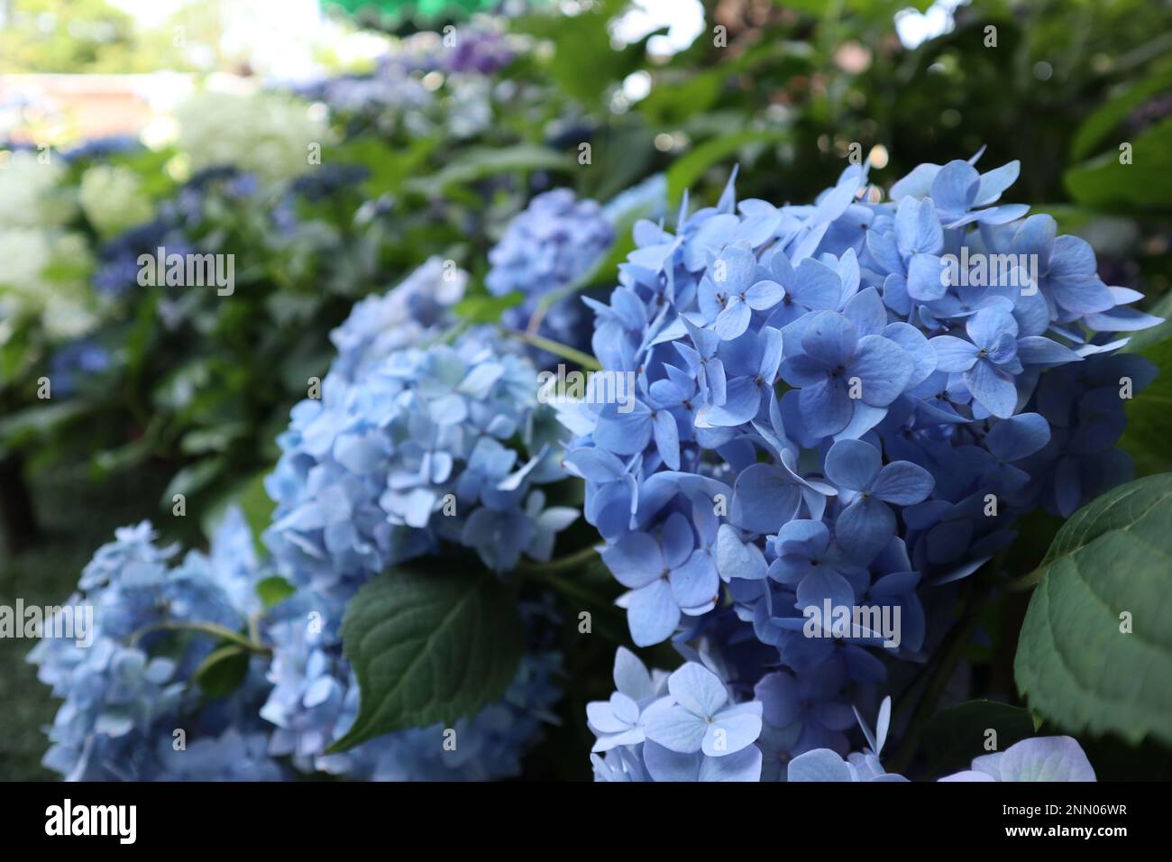 Hydrangea flowers in Hase temple, Kamakura, Japan Stock Photo - Alamy
