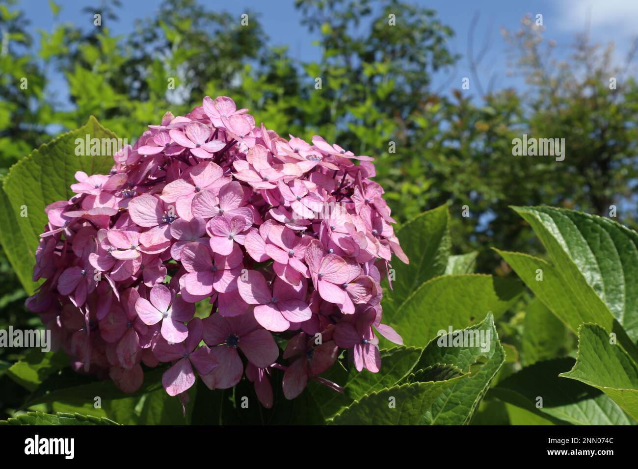 Hydrangea flowers in Hase temple, Kamakura, Japan Stock Photo - Alamy
