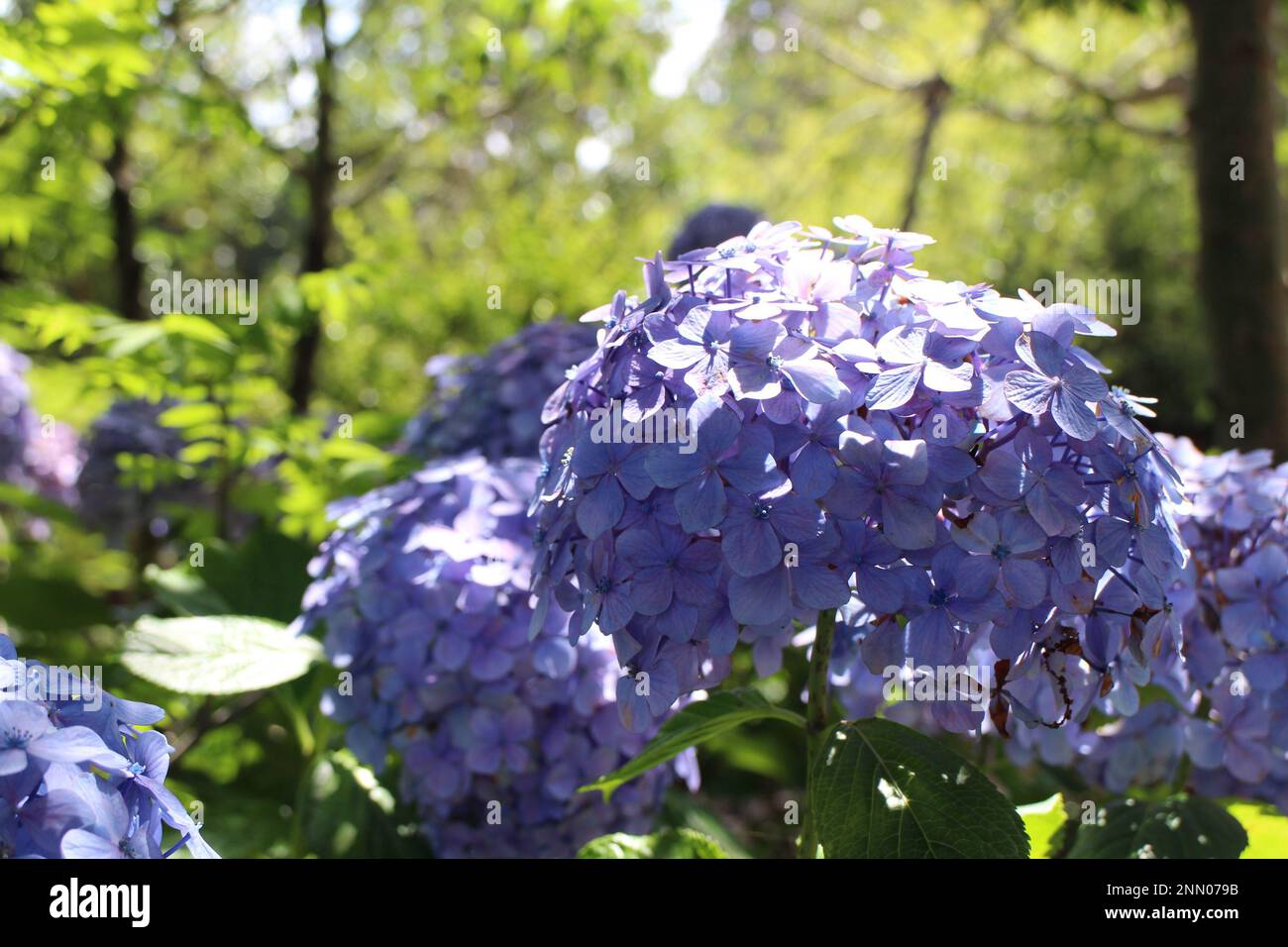 Hydrangea flowers in Hase temple, Kamakura, Japan Stock Photo - Alamy