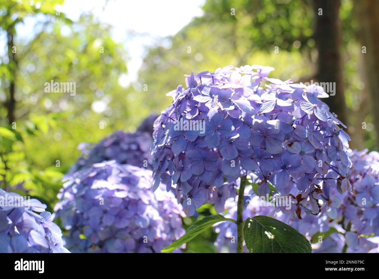 Hydrangea flowers in Hase temple, Kamakura, Japan Stock Photo - Alamy