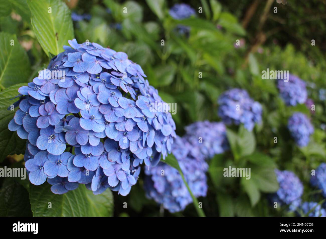 Hydrangea flowers in Hase temple, Kamakura, Japan Stock Photo - Alamy