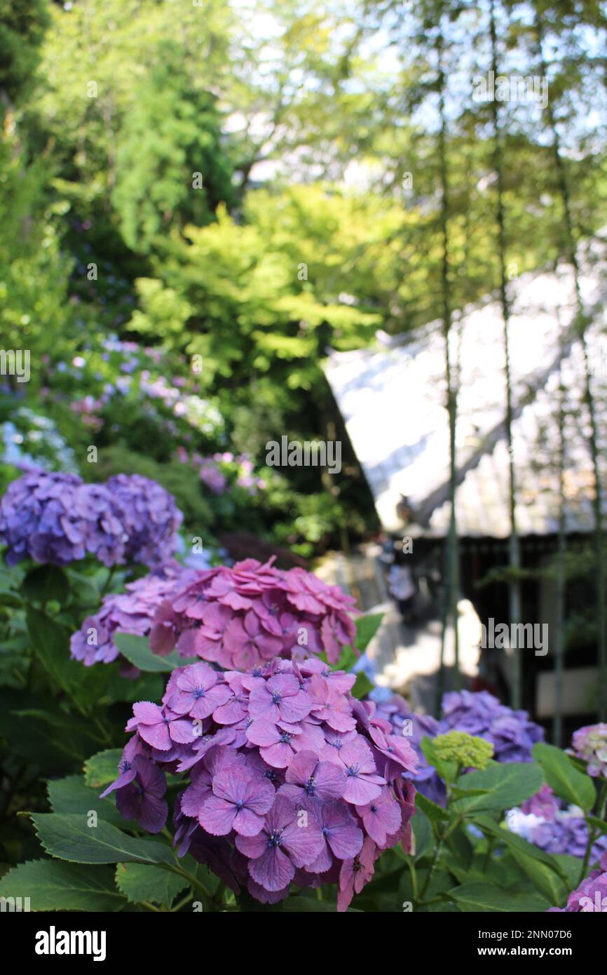 Hydrangea flowers in Hase temple, Kamakura, Japan Stock Photo - Alamy