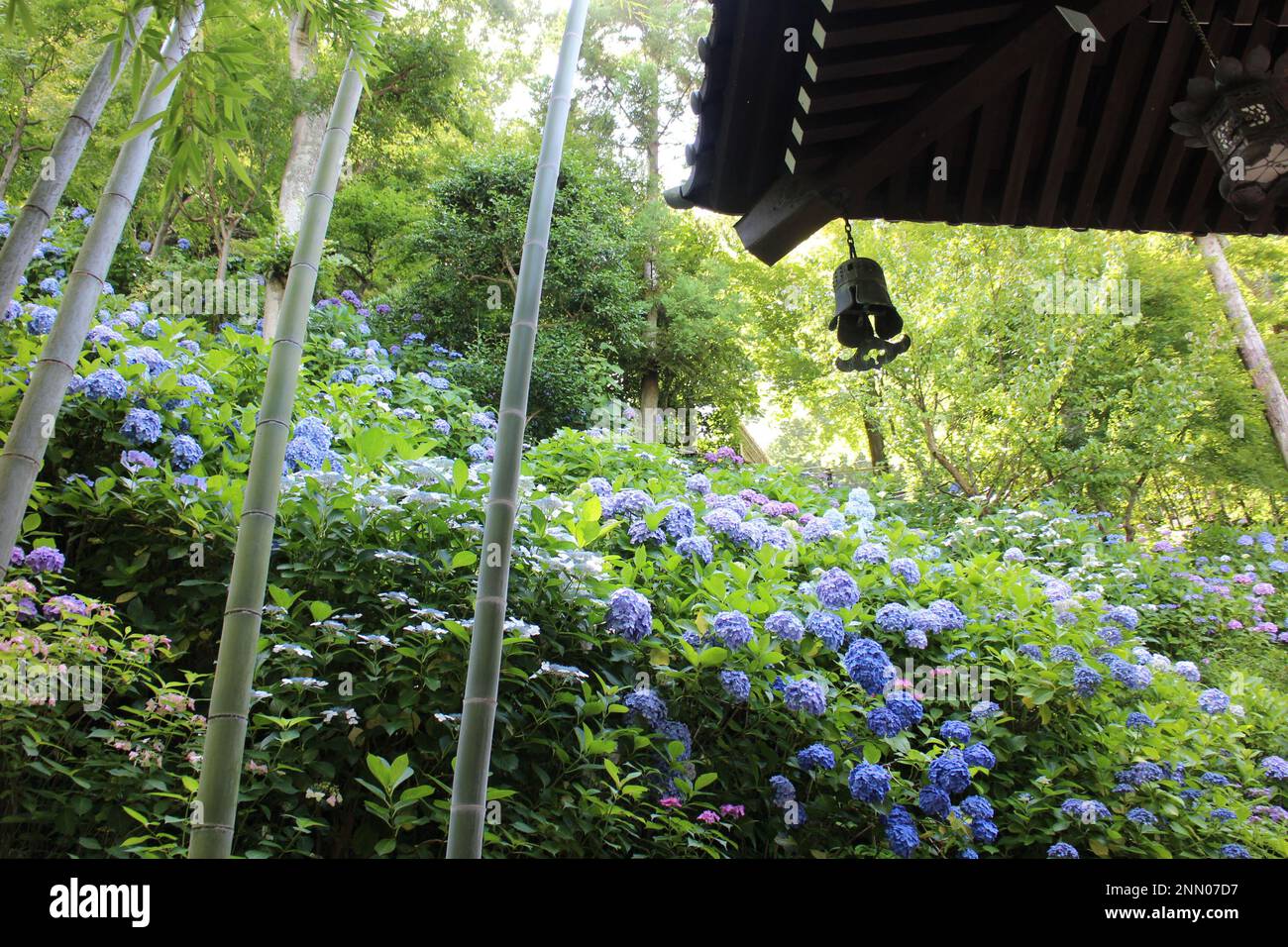 Hydrangea flowers in Hase temple, Kamakura, Japan Stock Photo - Alamy