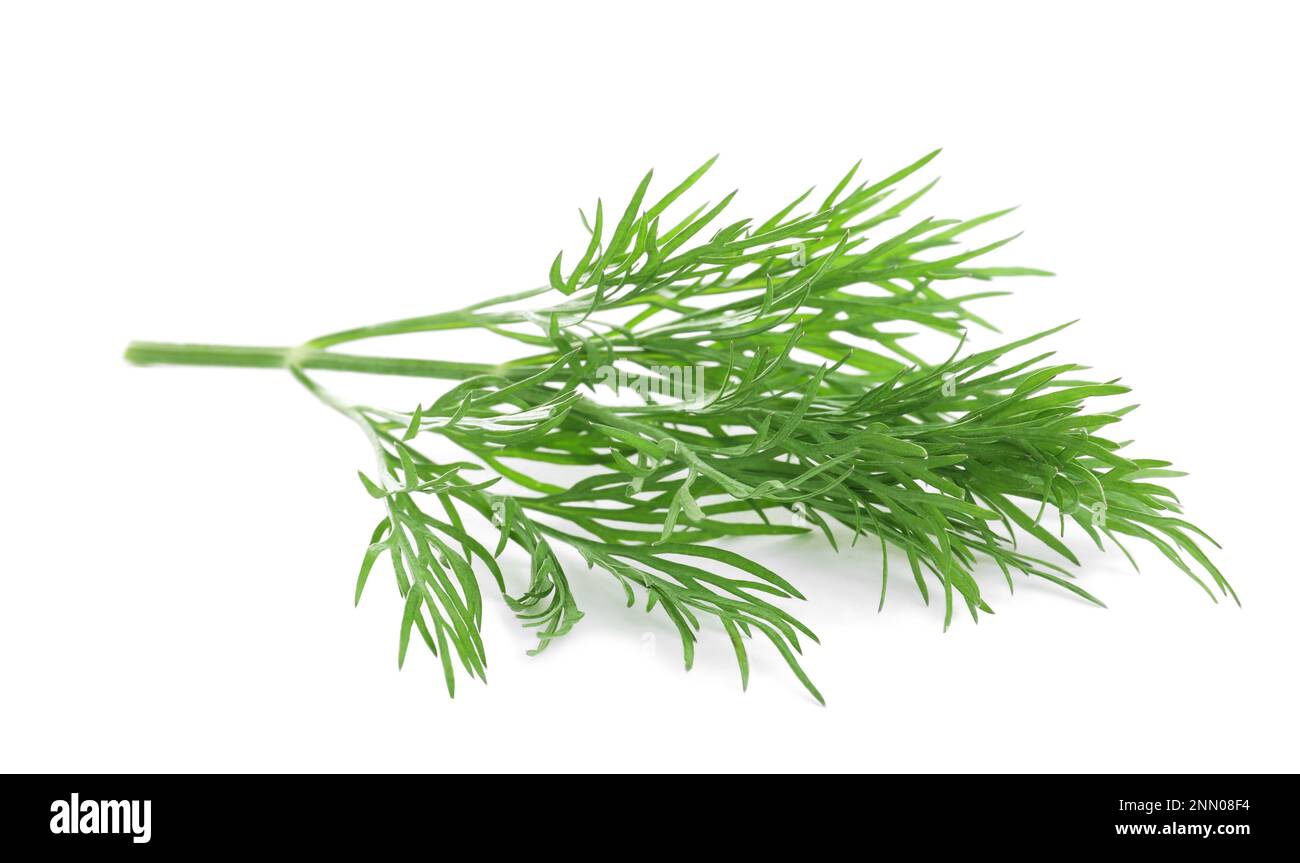 Sprig of fresh dill on white background Stock Photo - Alamy