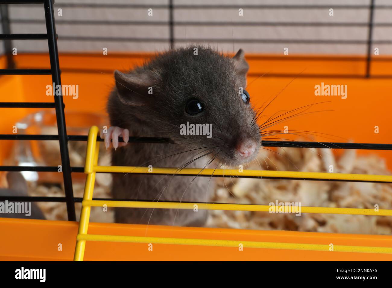 Cute dark grey rat escaping cage, closeup Stock Photo - Alamy
