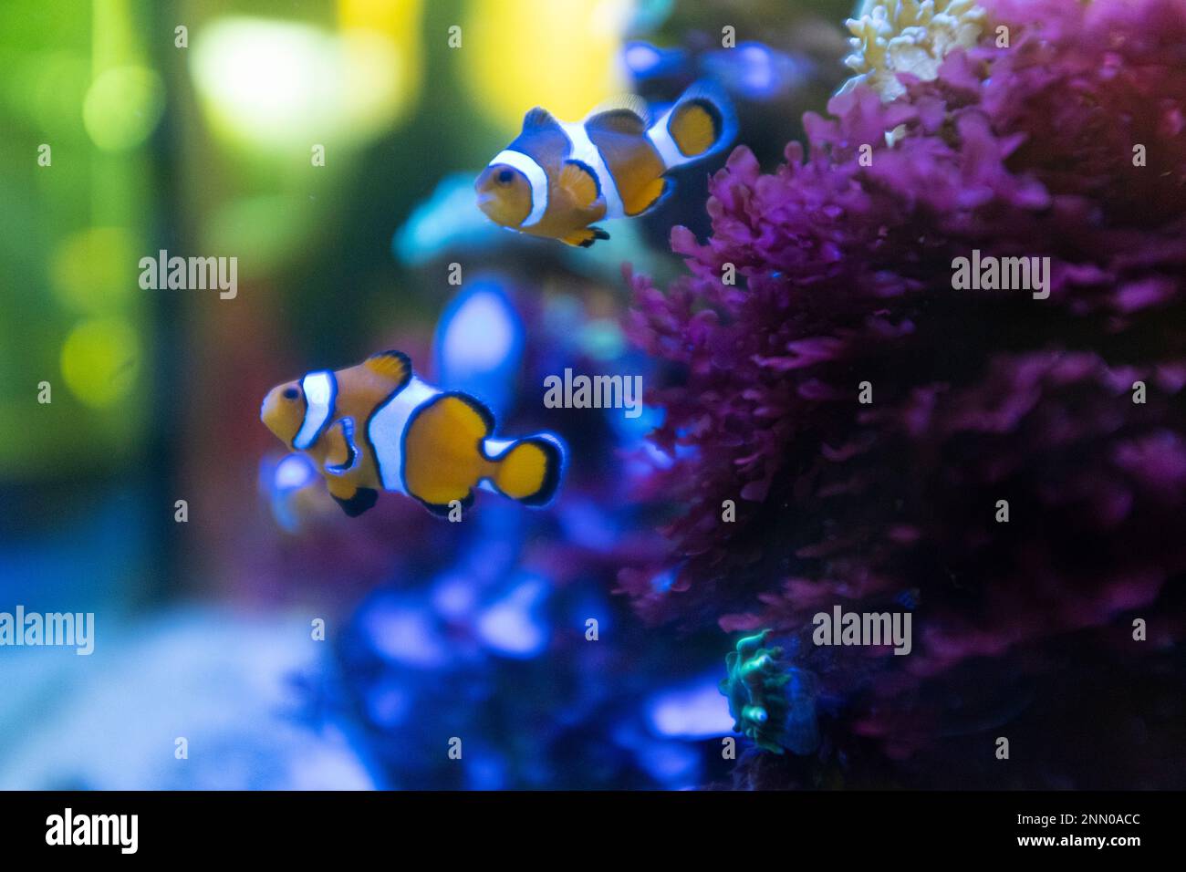 Couple of cute tropical orange clown fish swimming on an anemone close ...