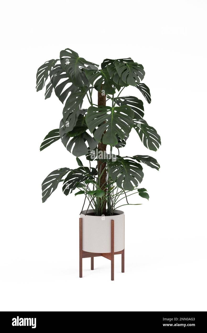 Monstera Deliciosa in a pot isolated in white background - 3d render ...