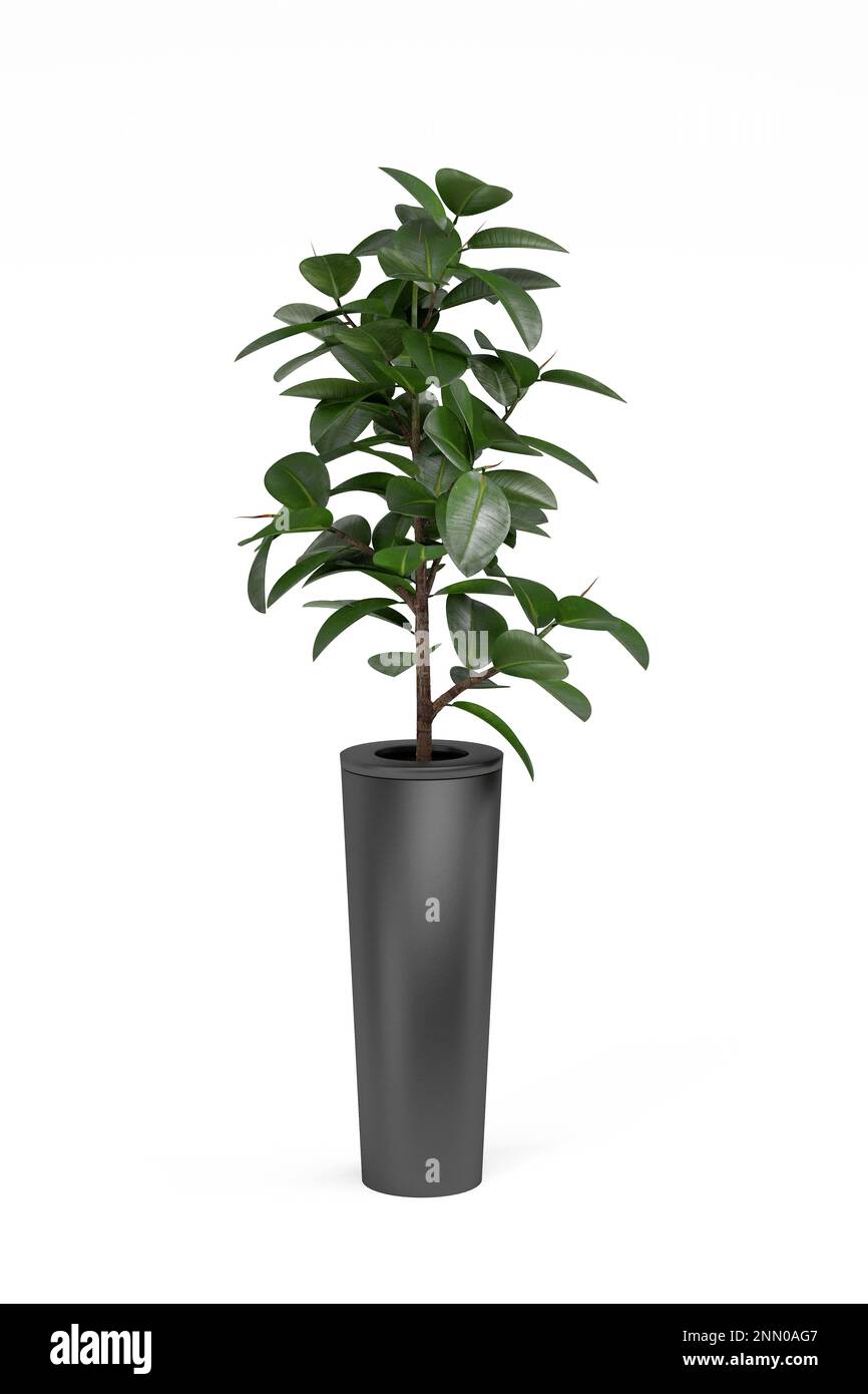 Ficus elastica in a pot isolated in white background - 3d render Stock ...