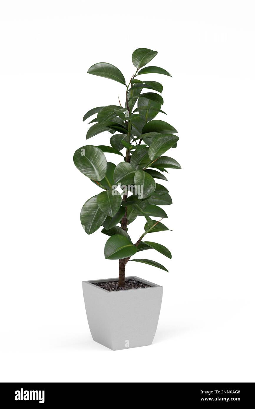 Ficus elastica in a pot isolated in white background - 3d render Stock ...