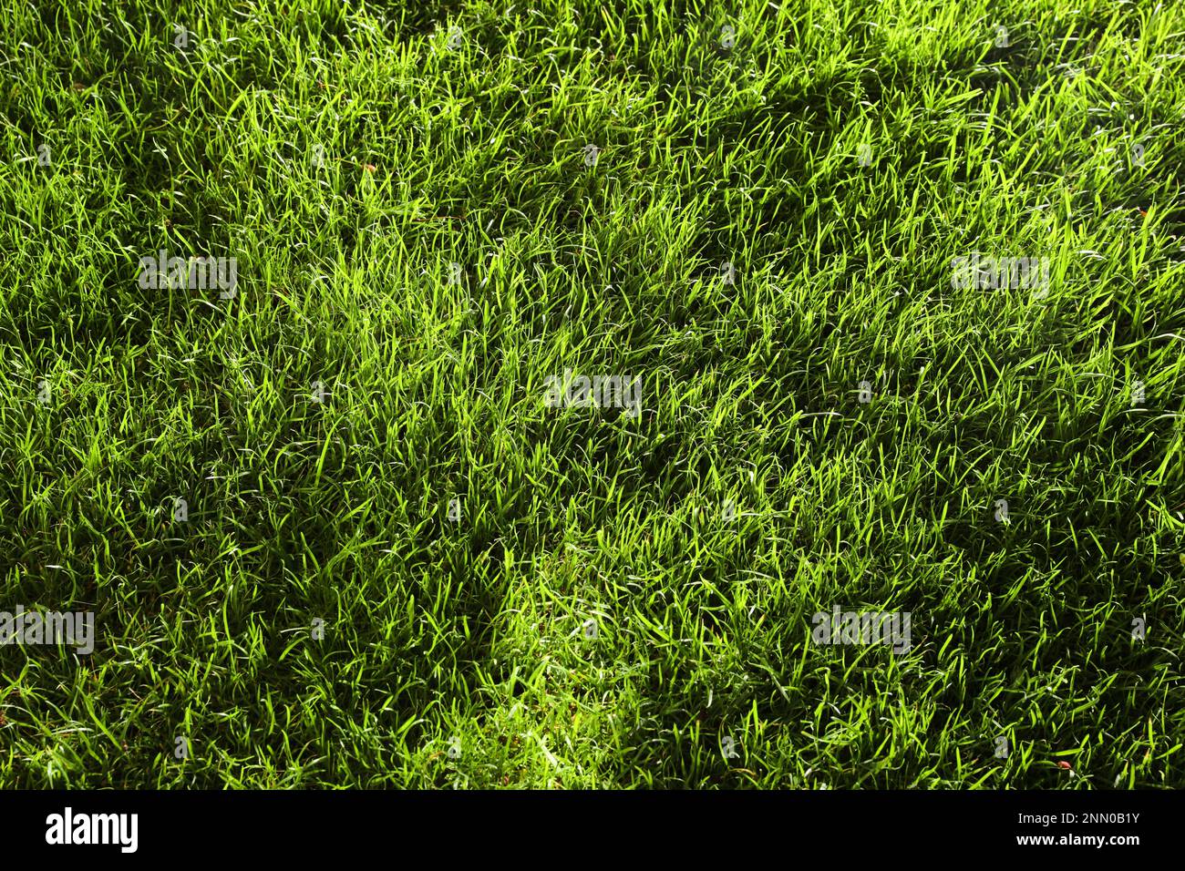 Green lawn with fresh grass as background, closeup Stock Photo - Alamy