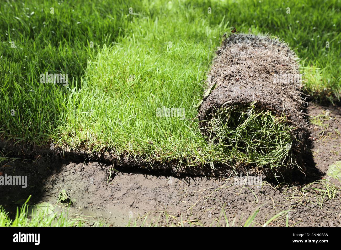 Rolled grass sod on ground in garden Stock Photo - Alamy