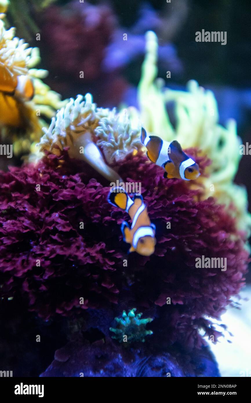 Couple of cute tropical orange clown fish swimming on an anemone close ...