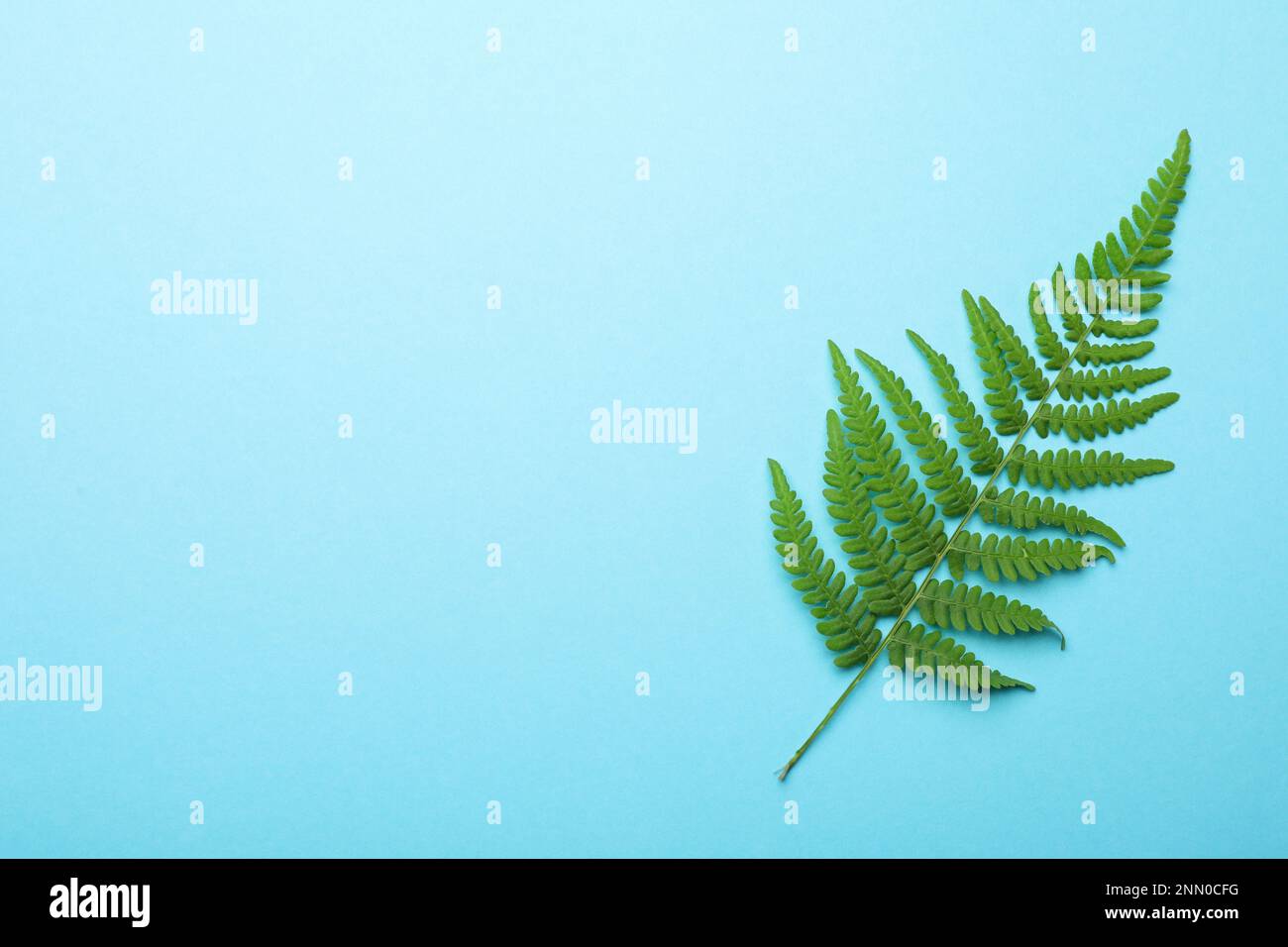 Beautiful tropical fern leaf on light blue background, top view. Space ...