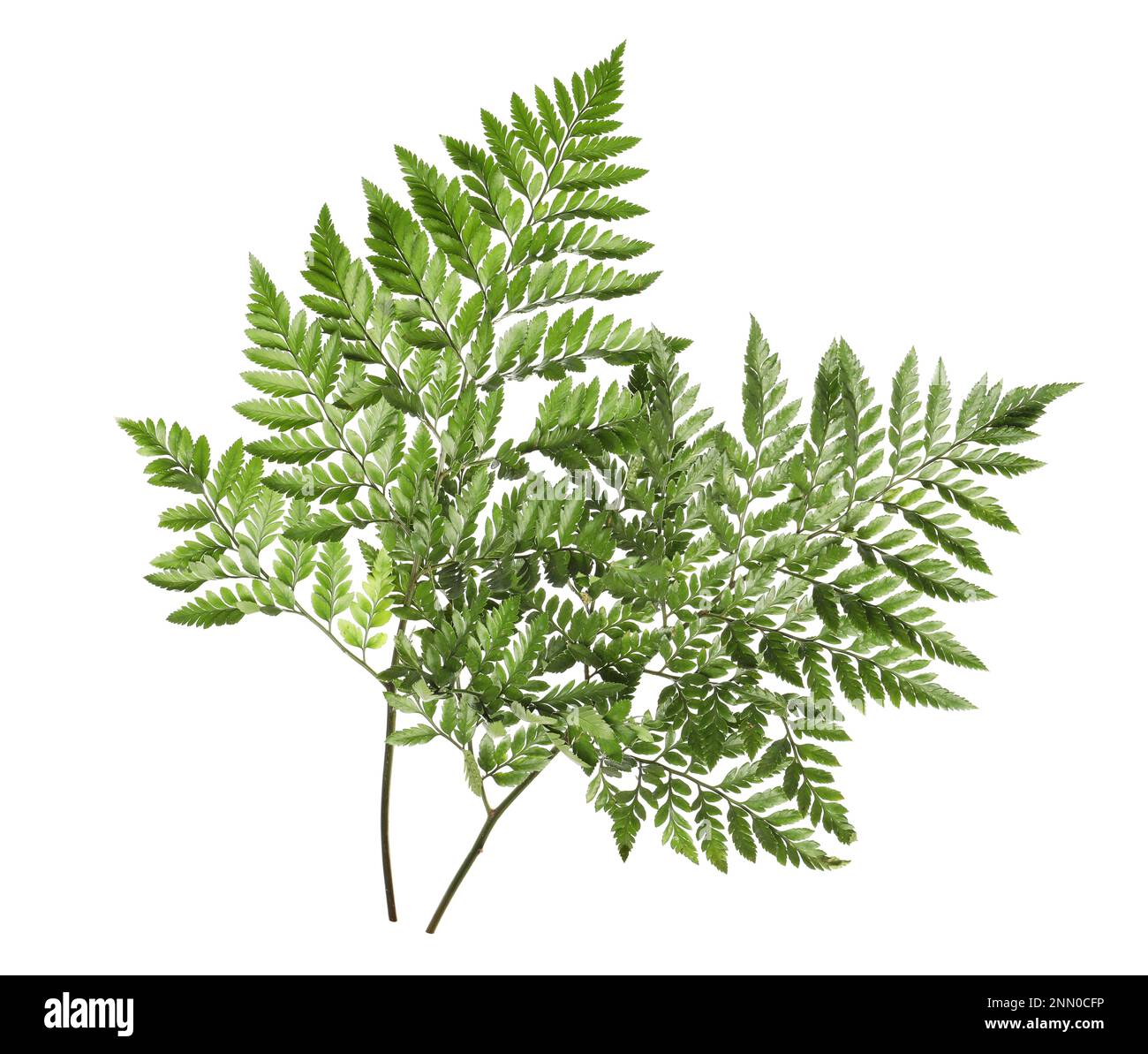 Beautiful tropical fern leaves on white background Stock Photo - Alamy