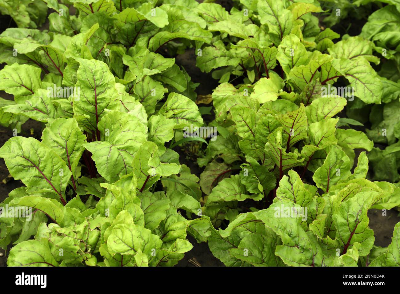 Beetroot plants with green leaves growing in garden Stock Photo - Alamy