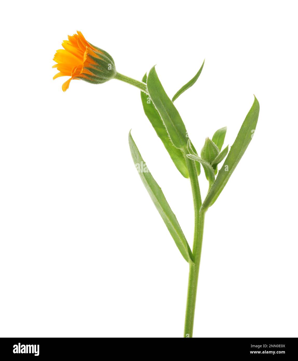 Calendula bud Cut Out Stock Images & Pictures - Alamy