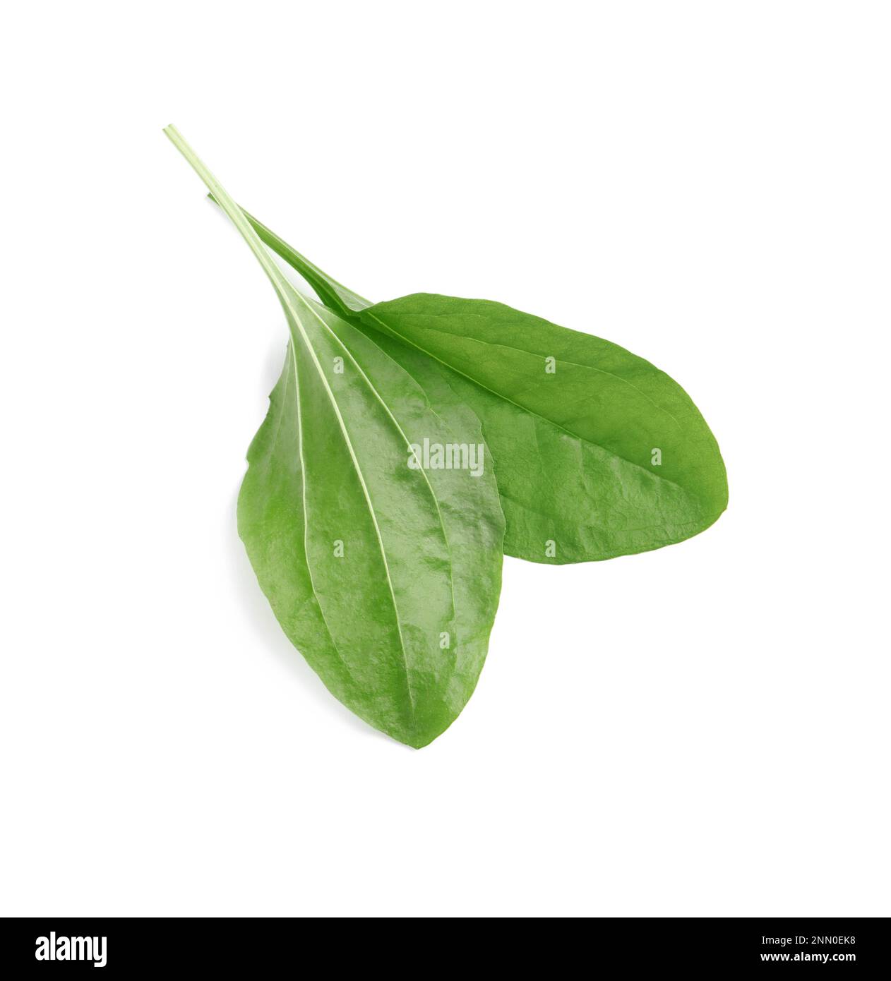 Green broadleaf plantain leaves on white background Stock Photo - Alamy