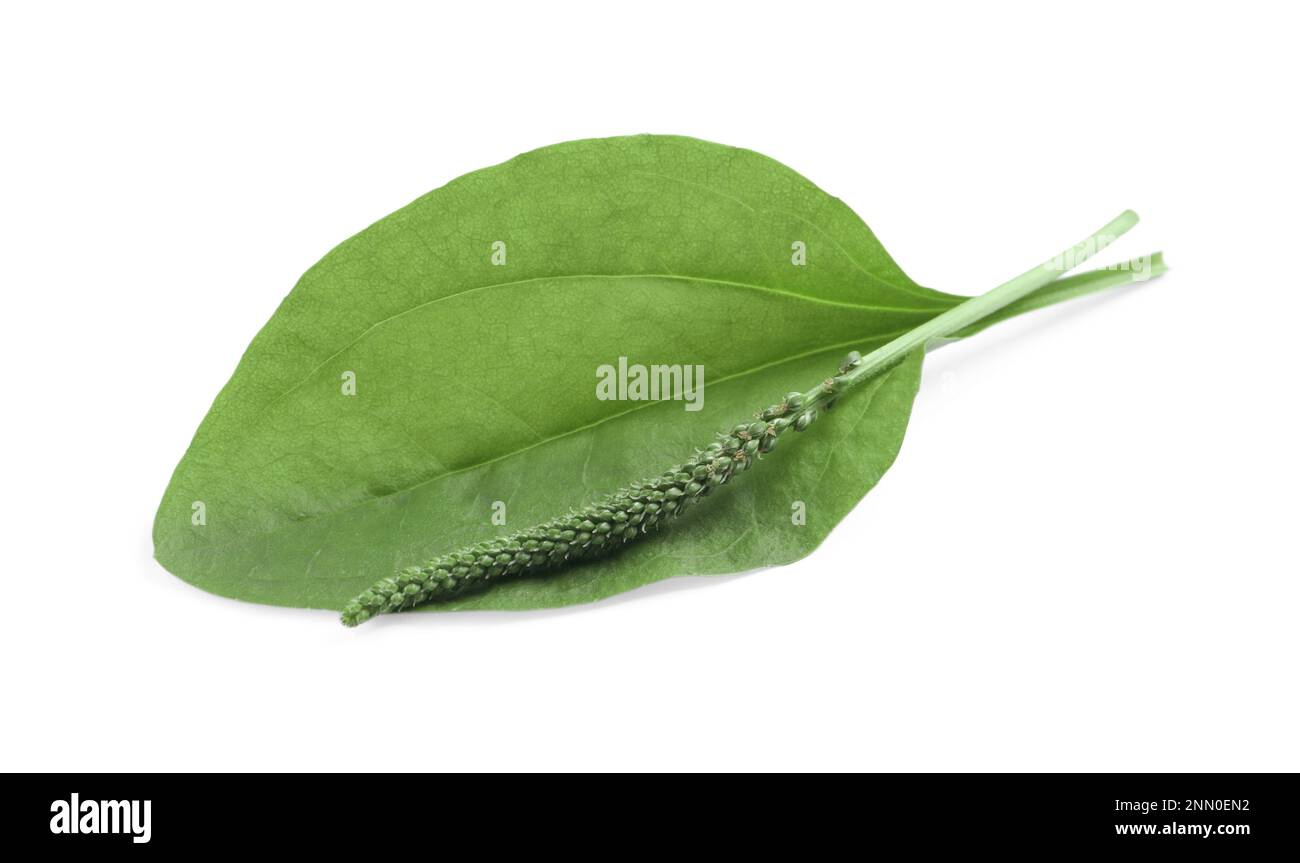 Green broadleaf plantain leaf and seeds on white background Stock Photo ...