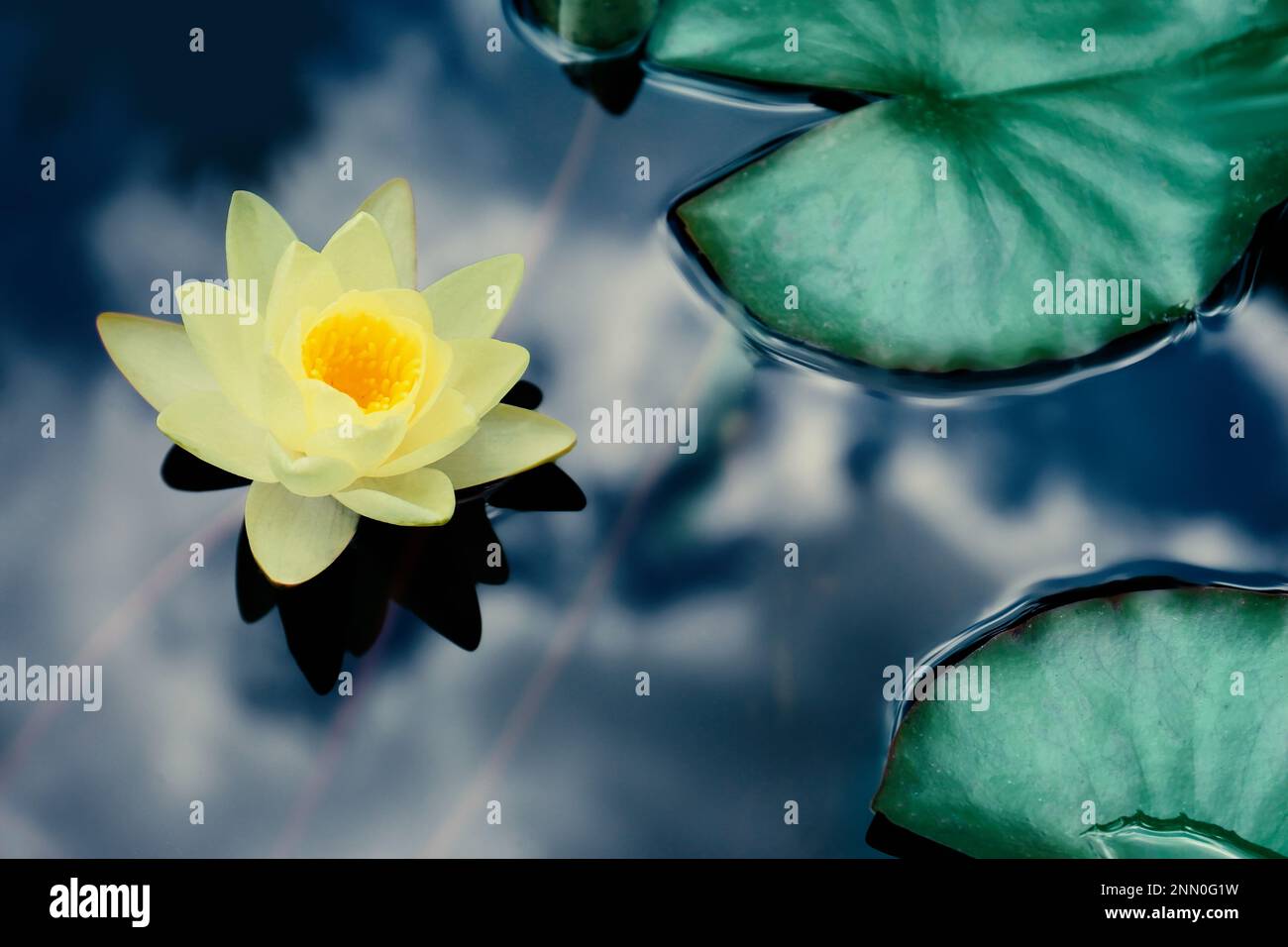 Nature nature in summer zen buddhism leaves hi-res stock photography ...