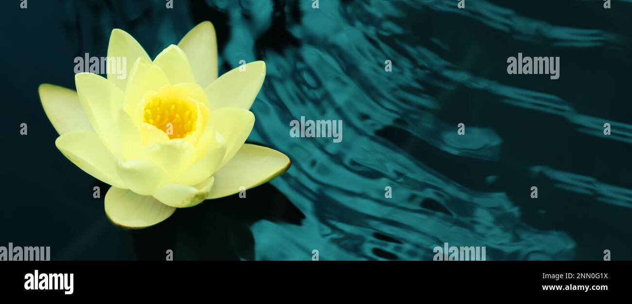 Beautiful lotus on water, symbolic flower in Buddhism. Indian religion ...