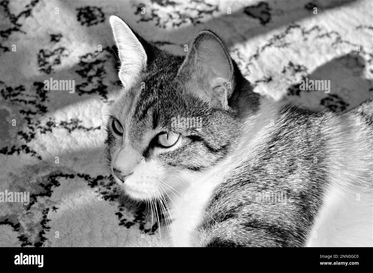 Indoor cat photos hi-res stock photography and images - Alamy