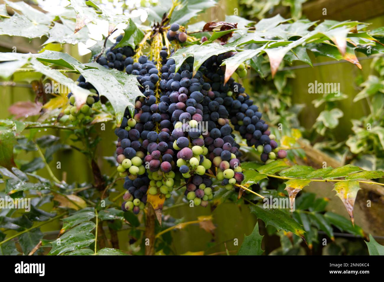 Black fruits of Mahonia × media, also known as Oregon grape plant UK ...