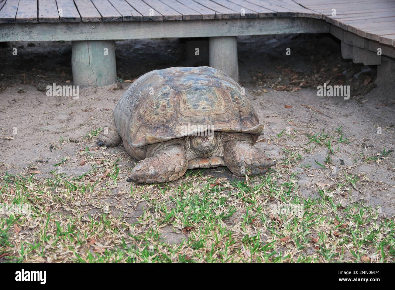 Giant turtle in Fathala wildlife reserve, Zoo in Senegal, West Africa ...