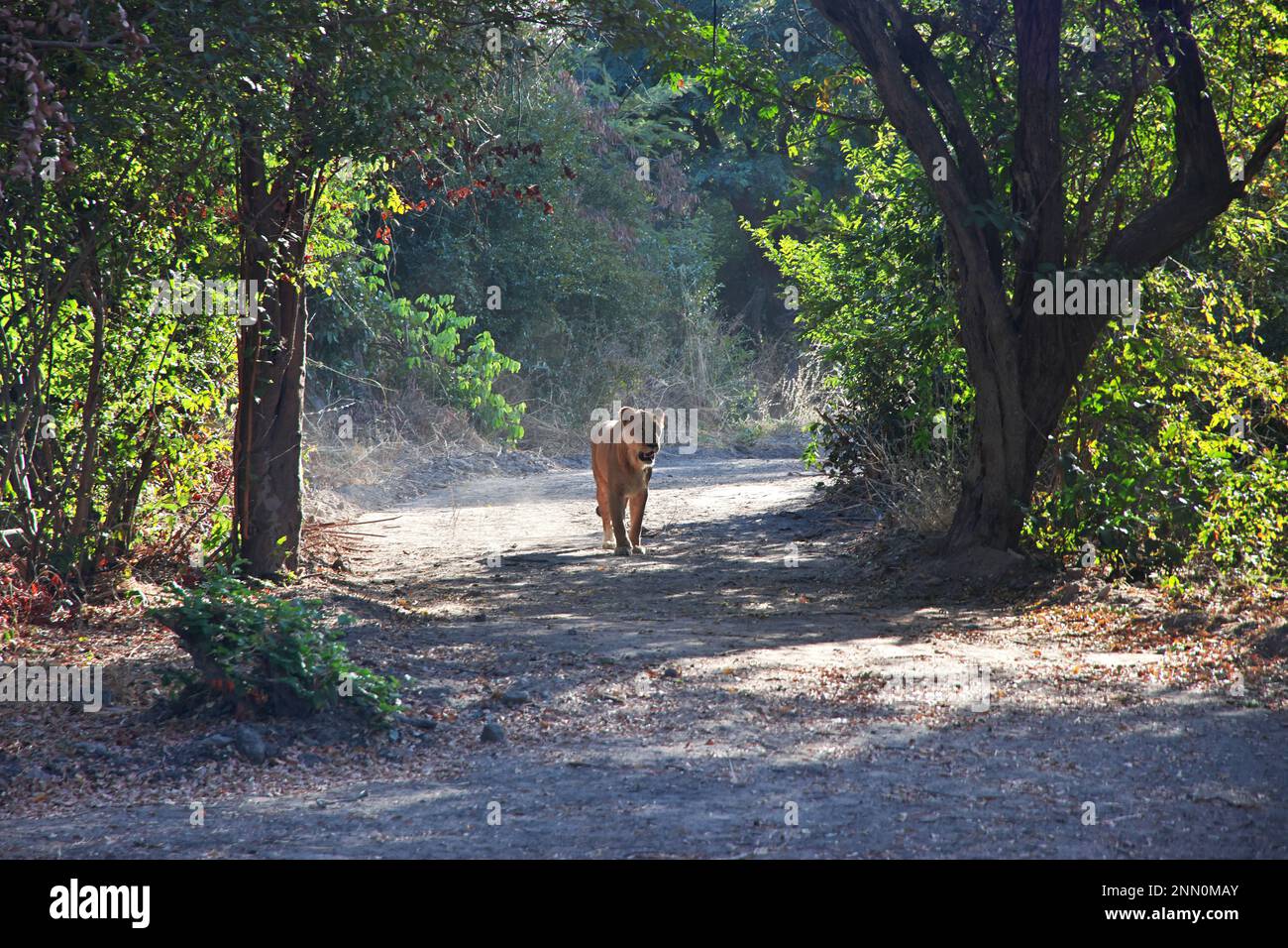 Lion in Fathala wildlife reserve, Zoo in Senegal, West Africa Stock ...
