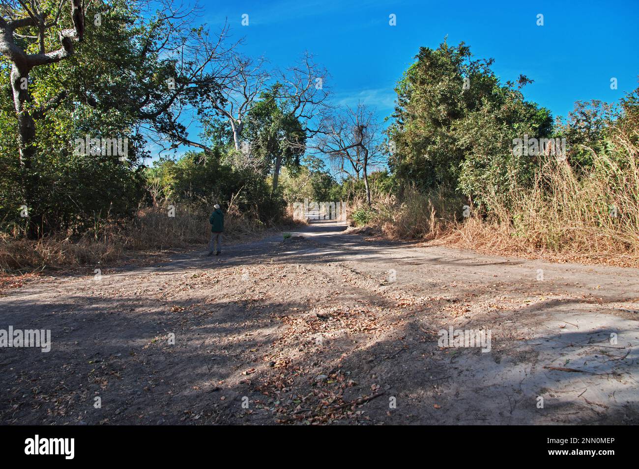 Lion in Fathala wildlife reserve, Zoo in Senegal, West Africa Stock ...