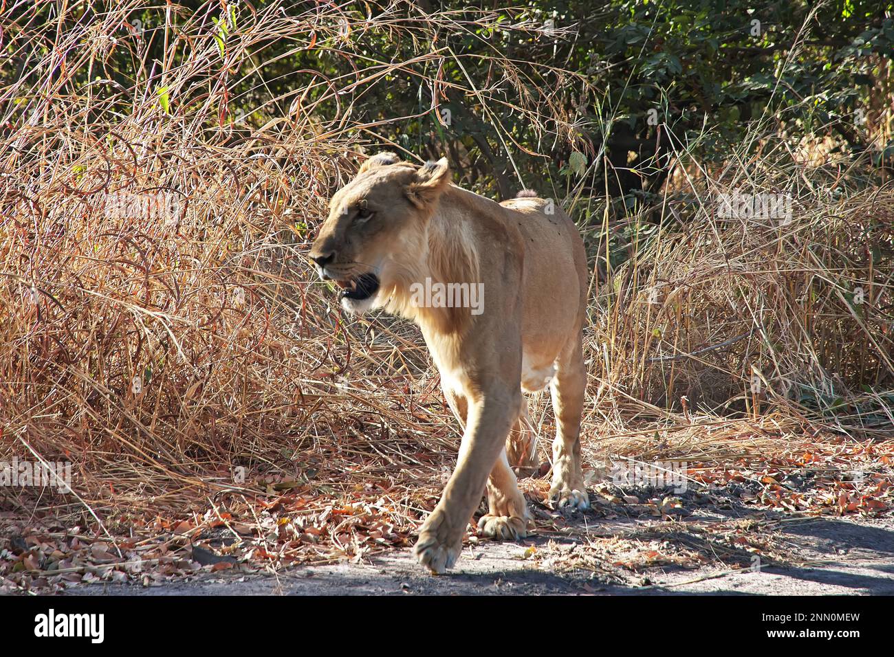 Lion in Fathala wildlife reserve, Zoo in Senegal, West Africa Stock ...