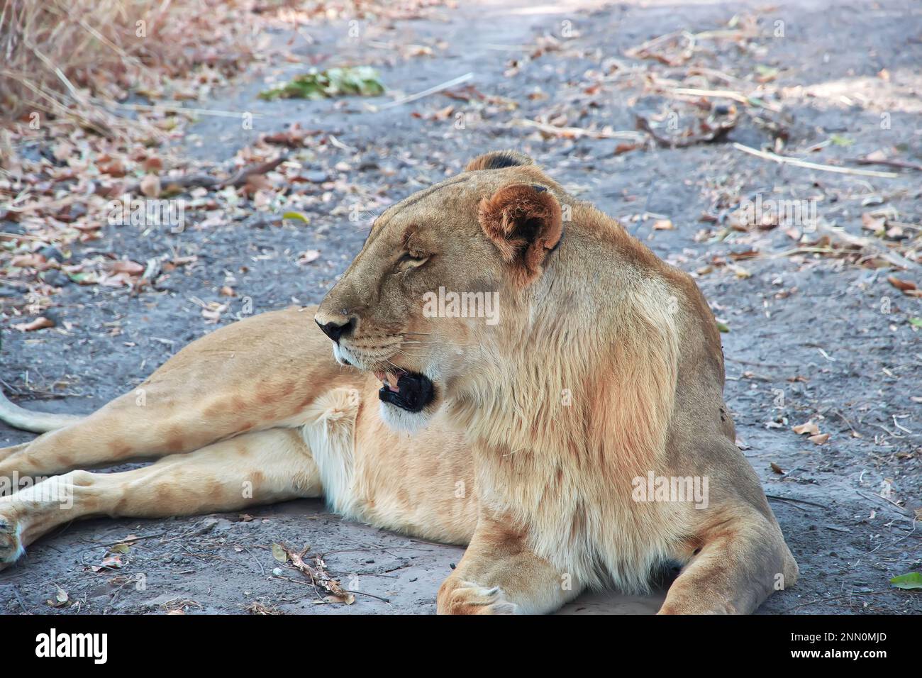 Lion in Fathala wildlife reserve, Zoo in Senegal, West Africa Stock ...