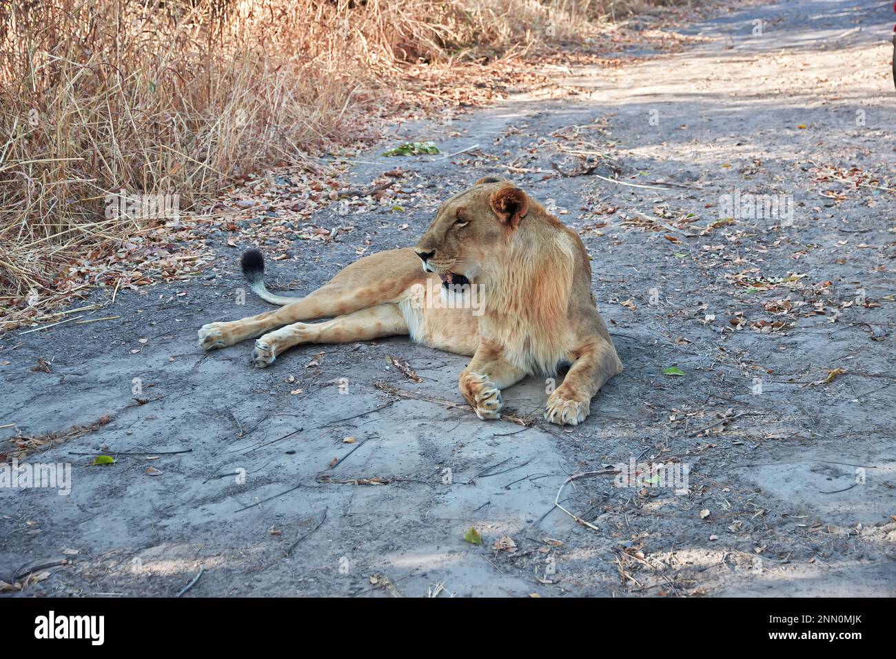 Lion in Fathala wildlife reserve, Zoo in Senegal, West Africa Stock ...