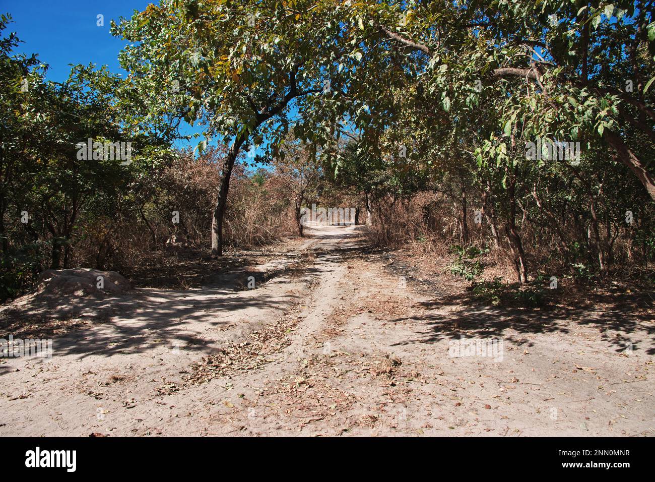 Lion in Fathala wildlife reserve, Zoo in Senegal, West Africa Stock ...