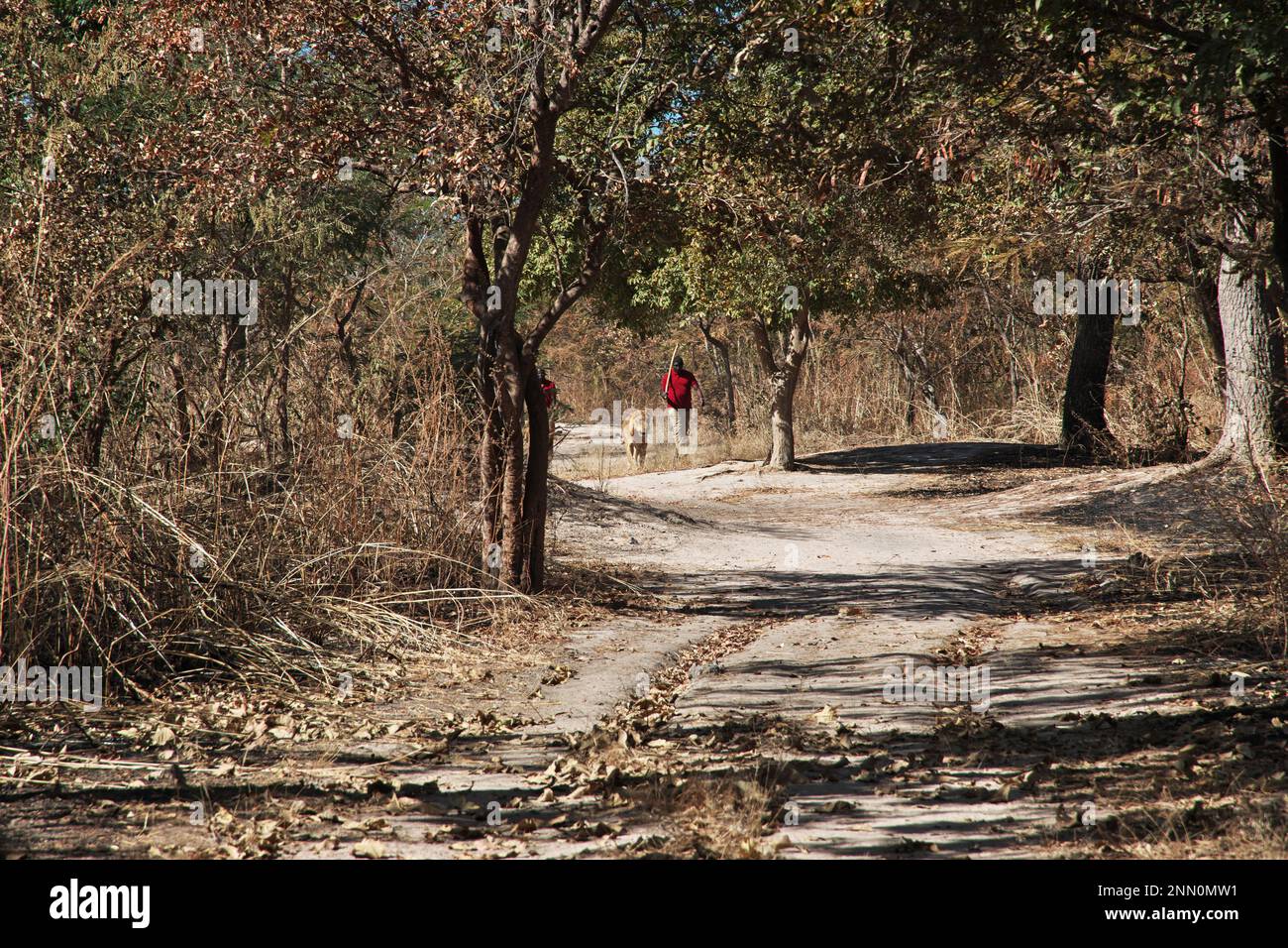 Lion in Fathala wildlife reserve, Zoo in Senegal, West Africa Stock ...
