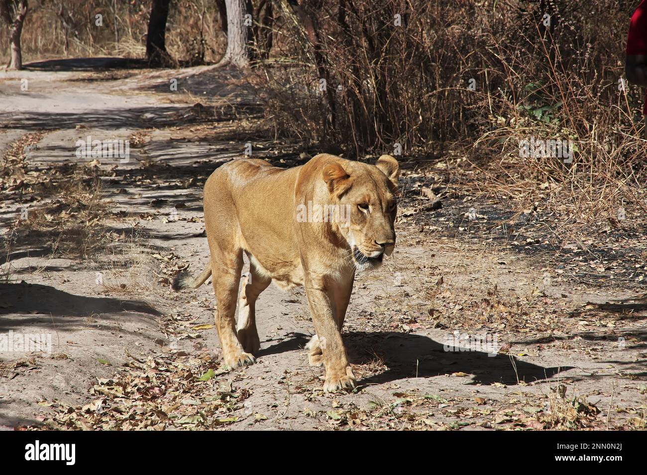 Lion in Fathala wildlife reserve, Zoo in Senegal, West Africa Stock ...