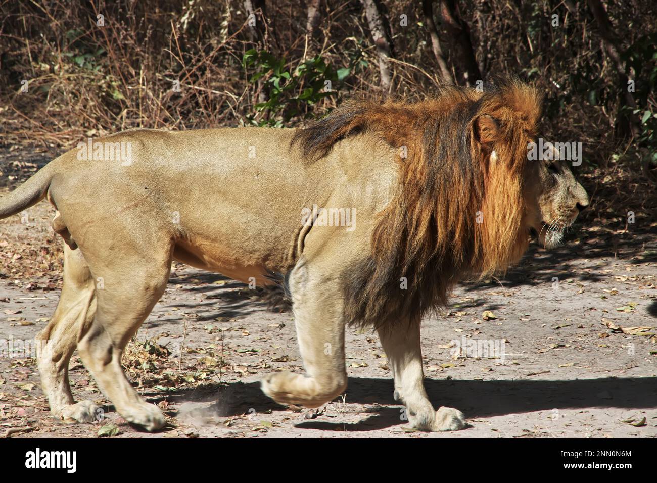 West African Lion