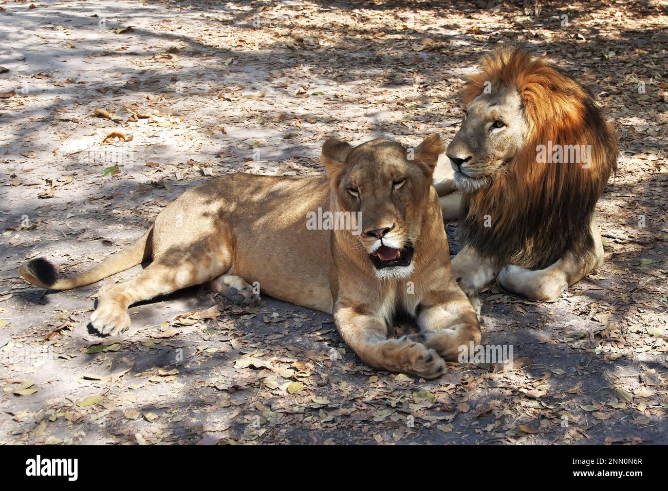 Lion in Fathala wildlife reserve, Zoo in Senegal, West Africa Stock ...