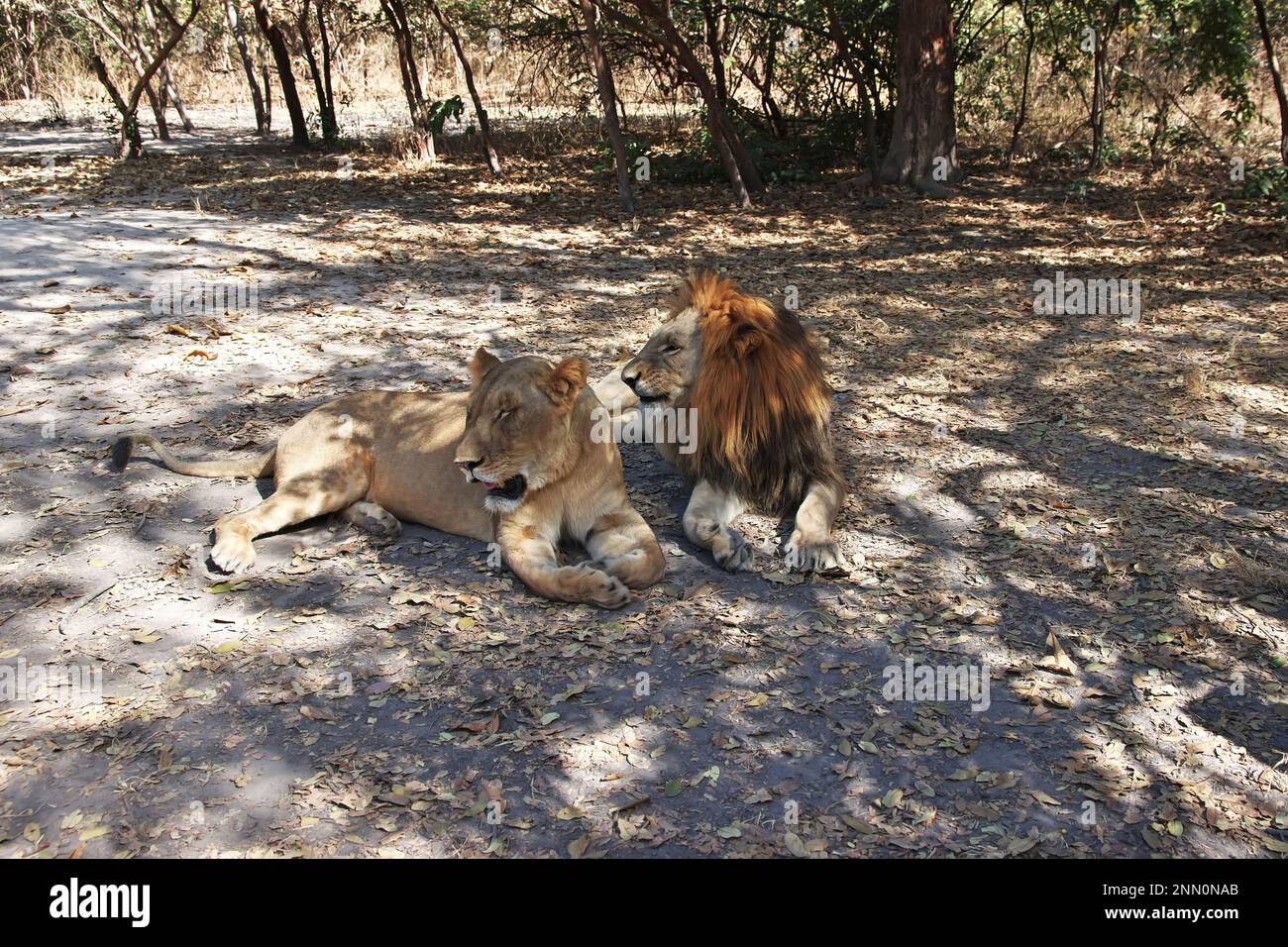 Lion in Fathala wildlife reserve, Zoo in Senegal, West Africa Stock ...