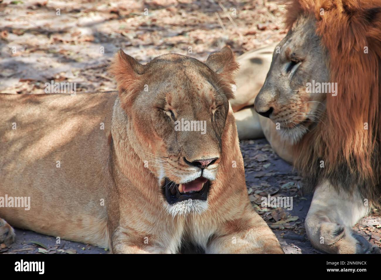 Lion in Fathala wildlife reserve, Zoo in Senegal, West Africa Stock ...