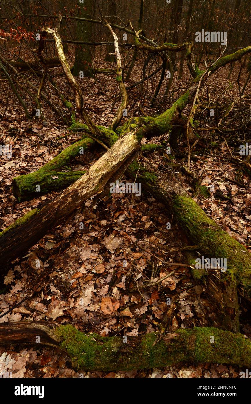 Several trunks and branches of trees laying on the ground of a forest ...