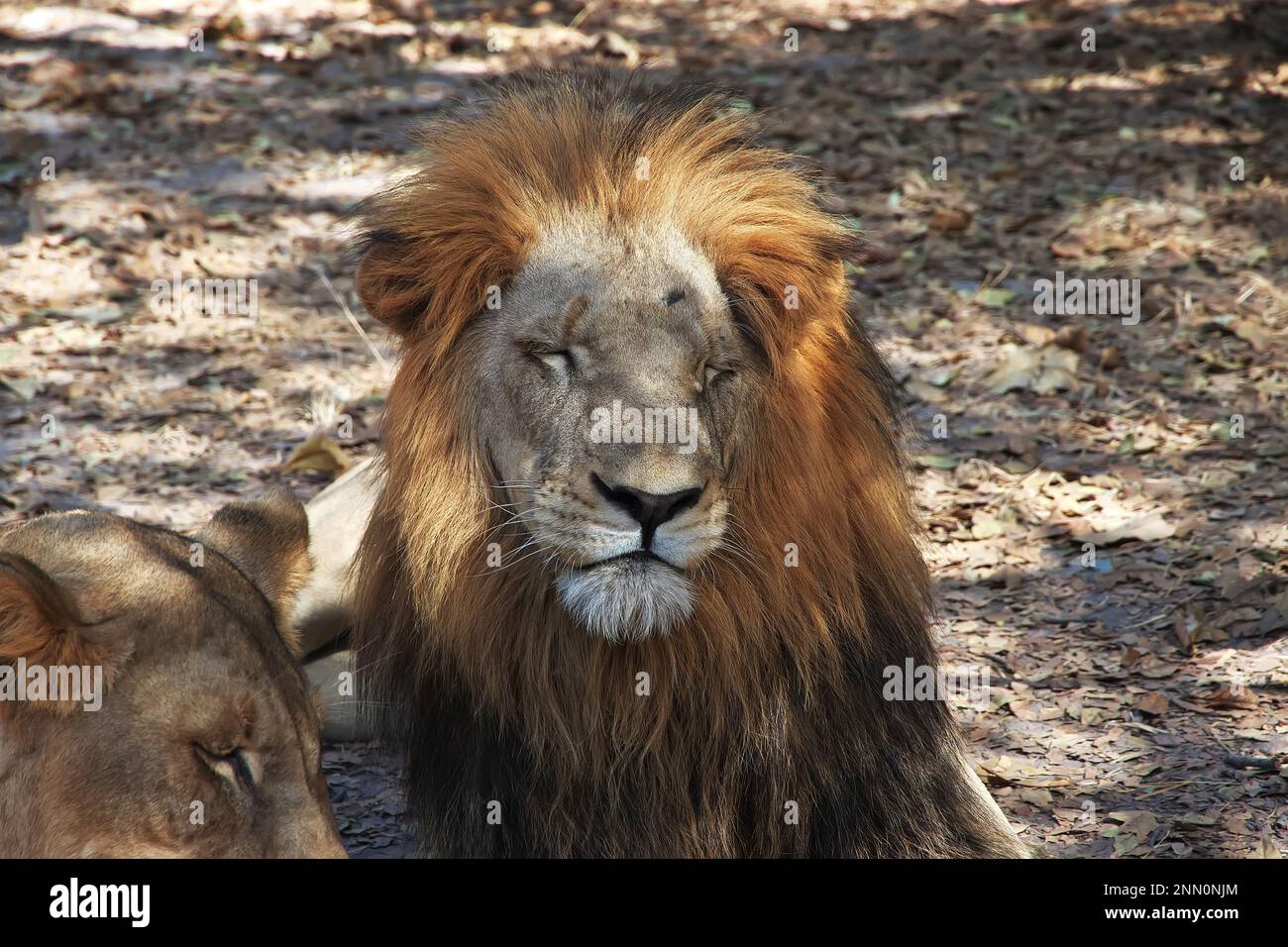 Lion in Fathala wildlife reserve, Zoo in Senegal, West Africa Stock ...