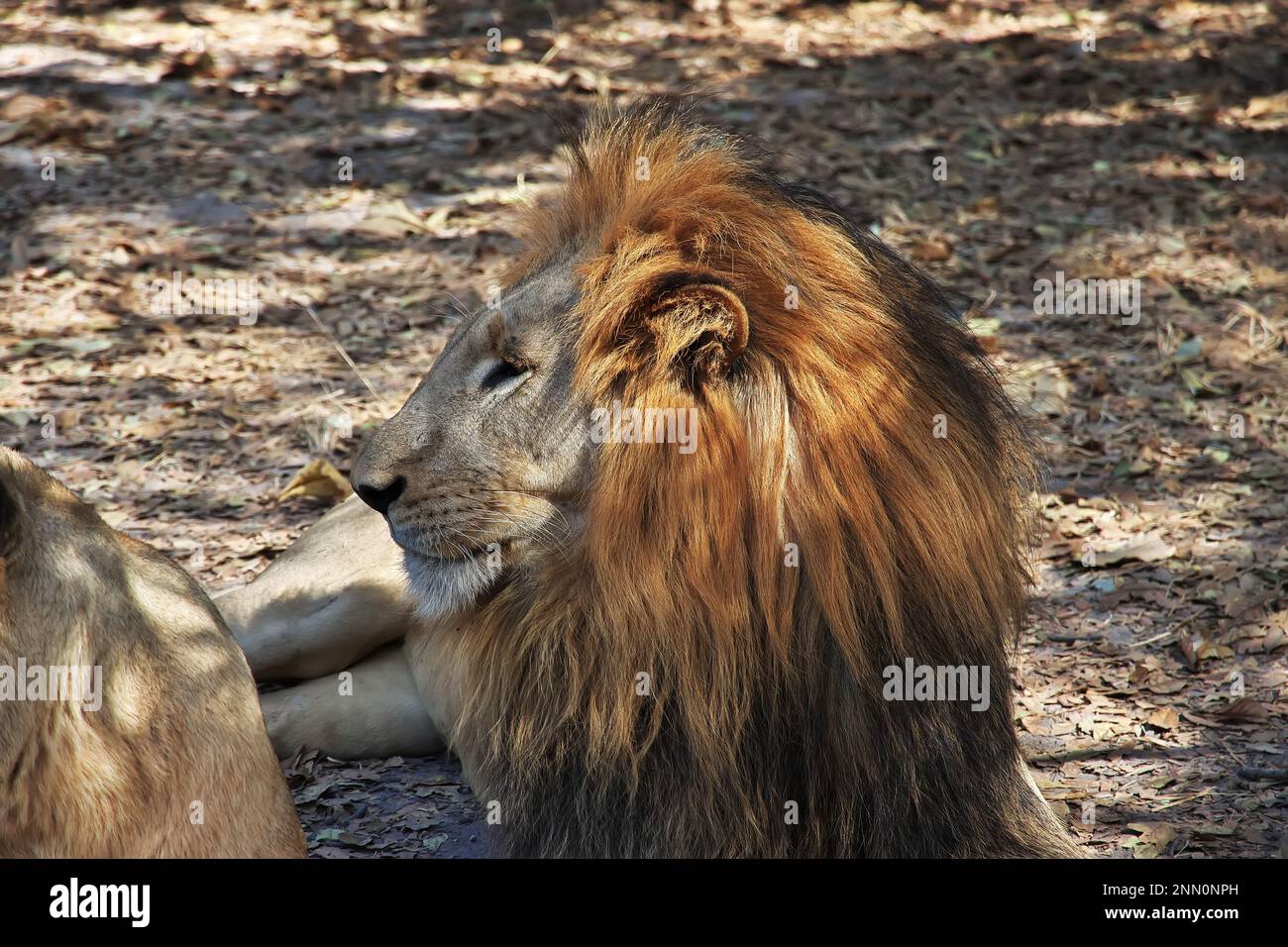 Lion in Fathala wildlife reserve, Zoo in Senegal, West Africa Stock ...