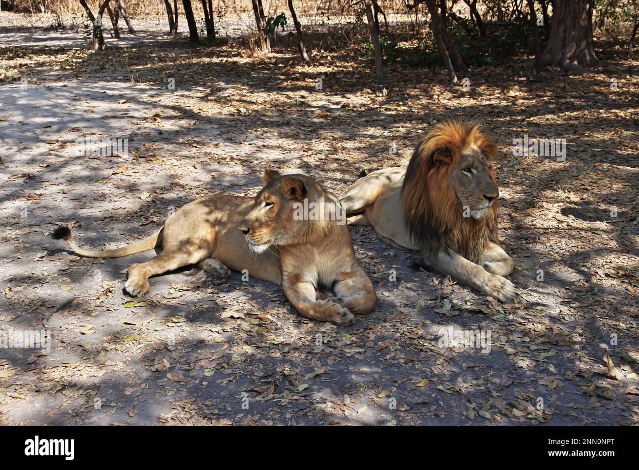 Lion in Fathala wildlife reserve, Zoo in Senegal, West Africa Stock ...