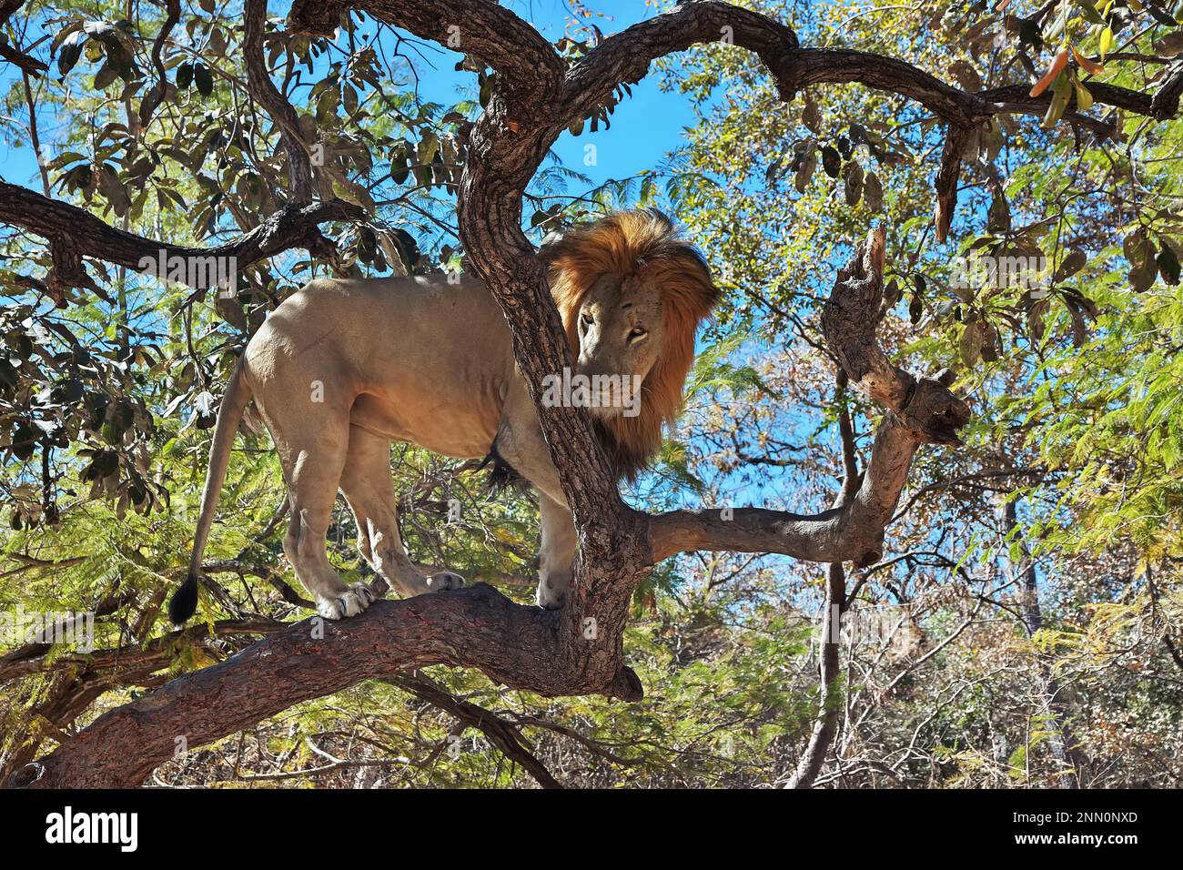Lion in Fathala wildlife reserve, Zoo in Senegal, West Africa Stock ...