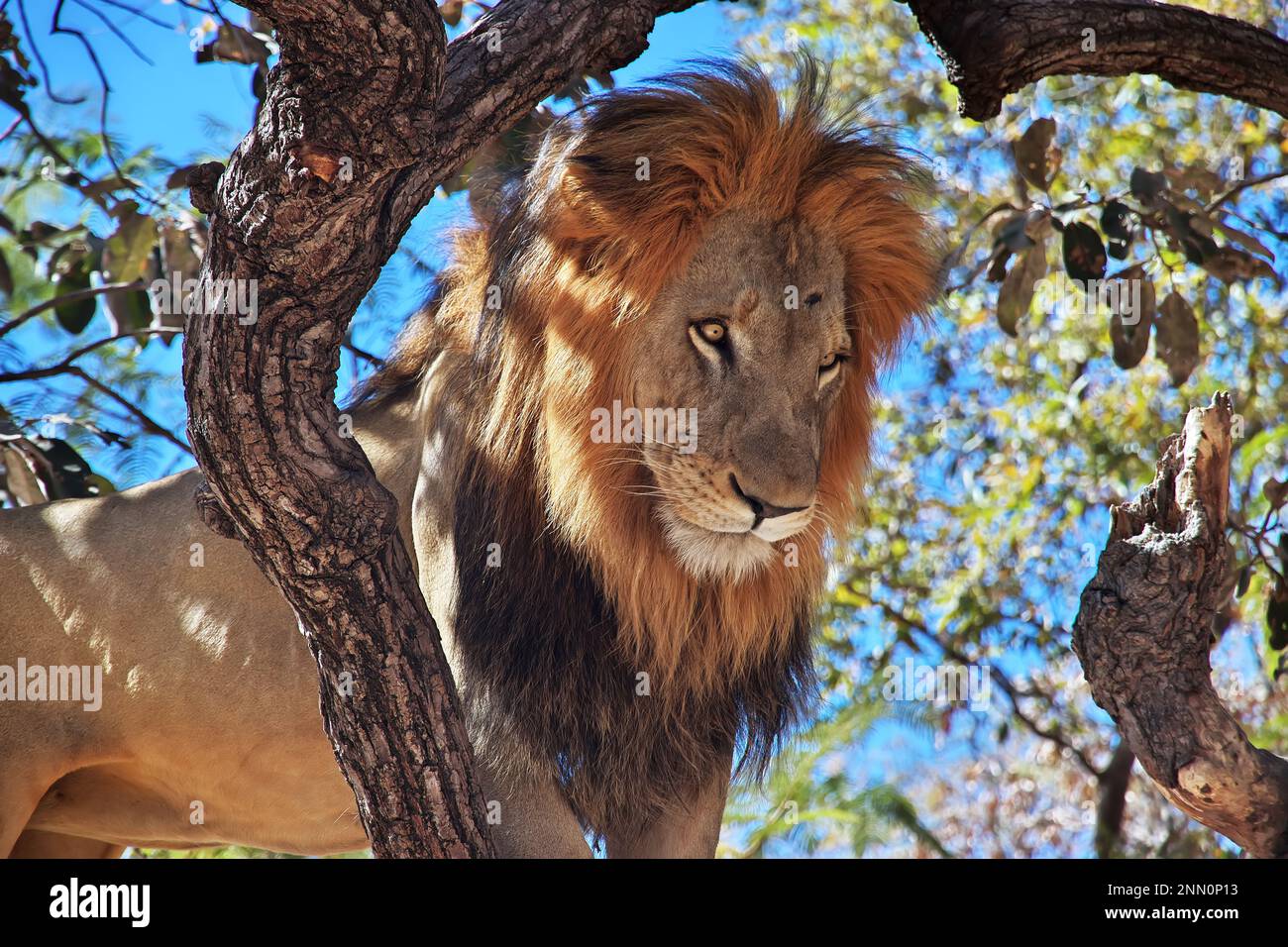 Lion in Fathala wildlife reserve, Zoo in Senegal, West Africa Stock ...